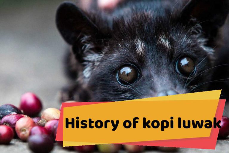 Kaya Kopi Luwak (Civet Cat Coffee) - World's Most Expensive Coffee