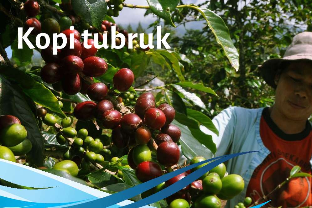 From Sumatra to Sulawesi: A Quest for the Best Indonesian Coffee Varieties
