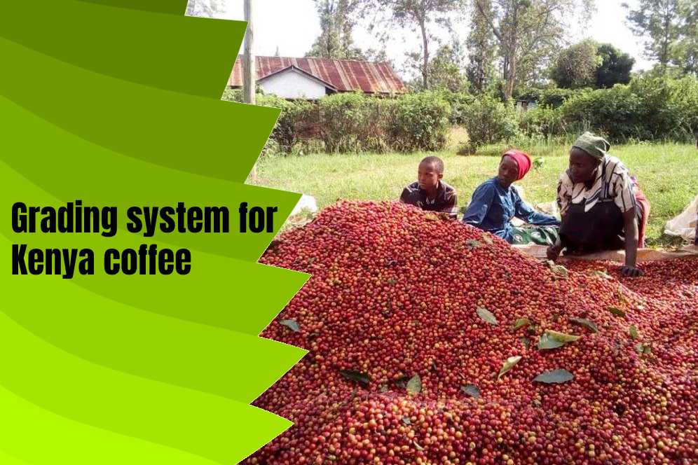 Kenya Coffee Beans (Buying Guide, Brewing Tips & Taste) - typescoffee