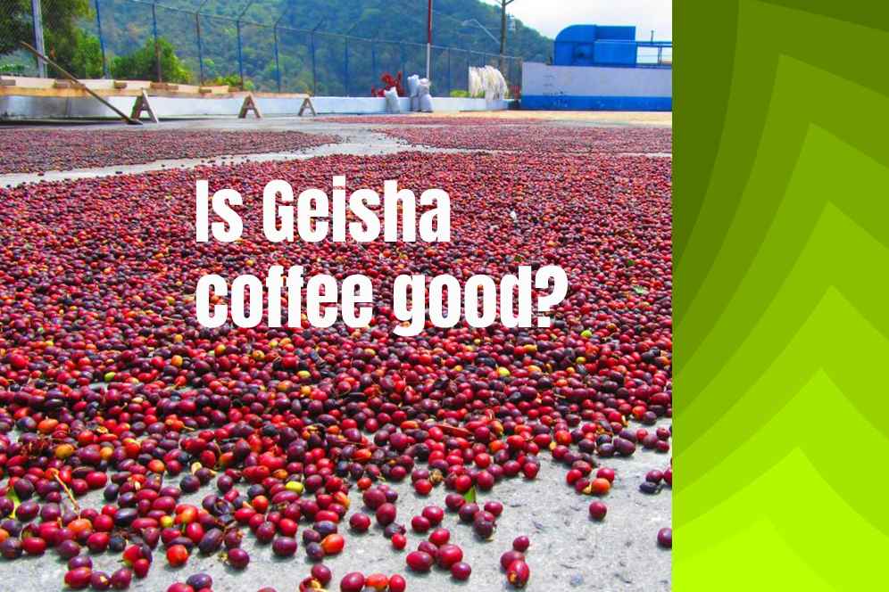 Geisha Delight: The Delicate Aromas and Tastes of Panama's Finest Coffee