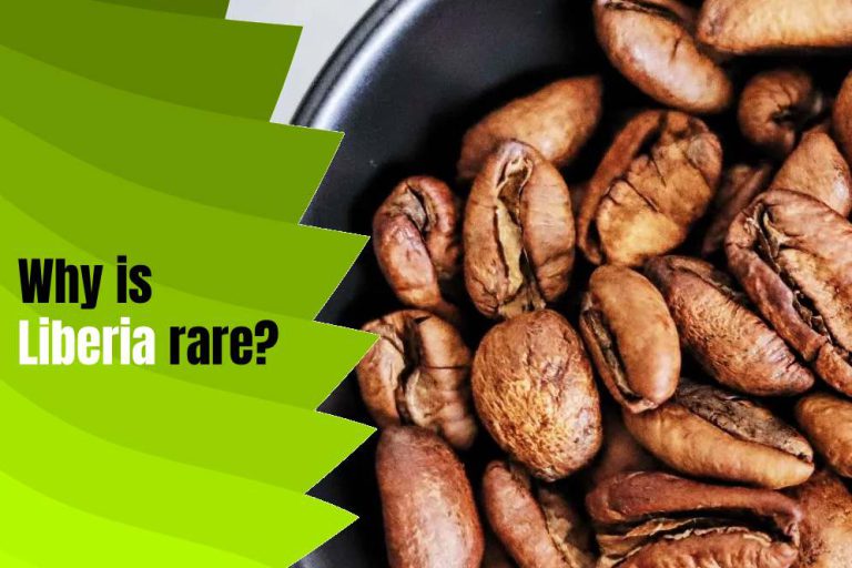 Liberica Coffee - Benefits, Features, Taste And Types Of Brands Of This ...