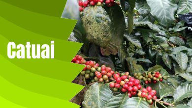 Catimor Coffee Beans - History, Properties, Taste And Brewing Method