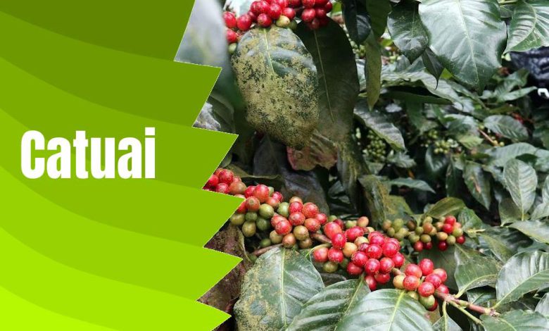 All About Catuai Coffee; Features, Taste, Origin And Brewing Method