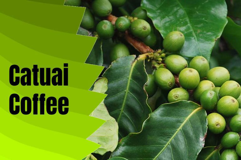 All About Catuai Coffee; Features, Taste, Origin And Brewing Method