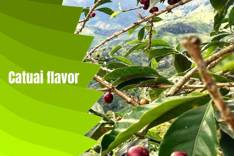 All About Catuai Coffee; Features, Taste, Origin And Brewing Method