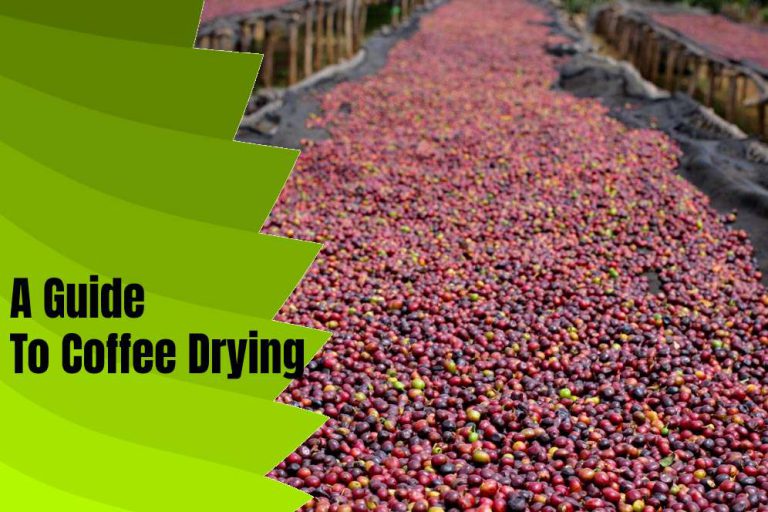 Coffee Processing And Drying (The Latest Method And Comparison With ...