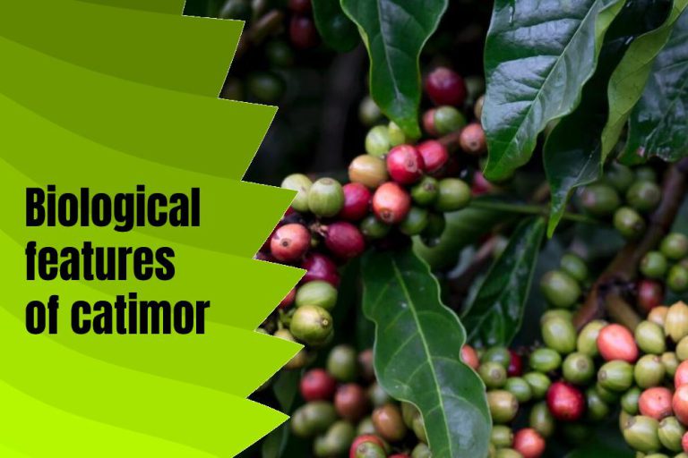 Catimor Coffee Beans - History, Properties, Taste And Brewing Method