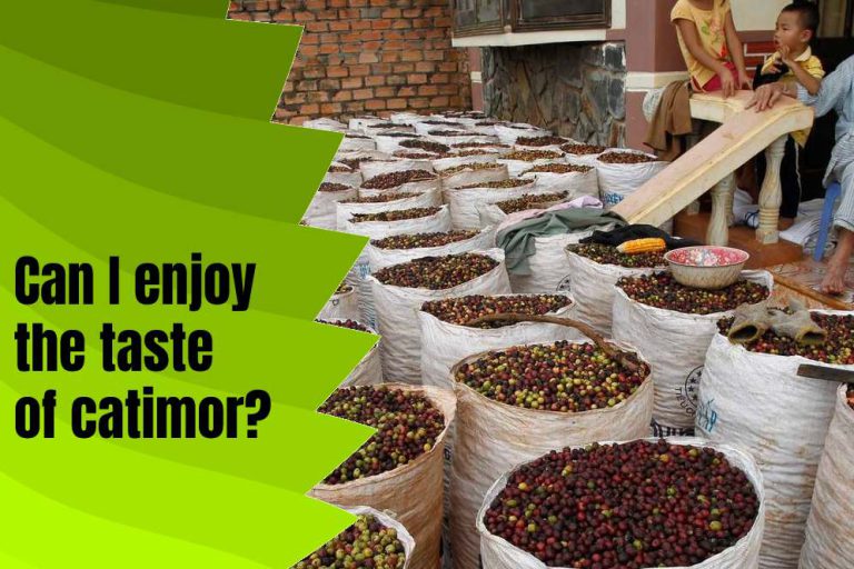 Catimor Coffee Beans - History, Properties, Taste And Brewing Method