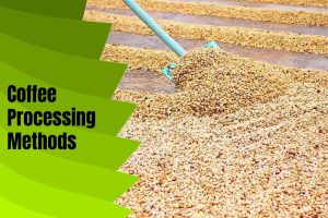 Coffee Processing And Drying (The Latest Method And Comparison With ...