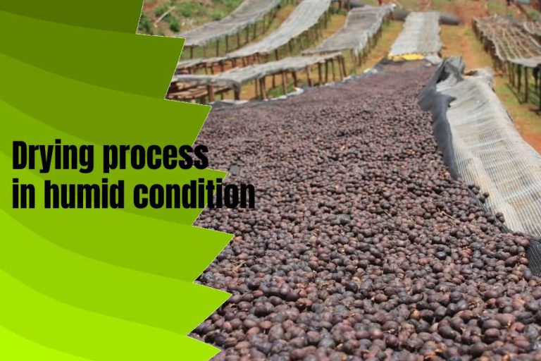 Coffee Processing And Drying (The Latest Method And Comparison With ...