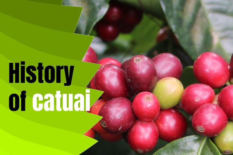 All About Catuai Coffee; Features, Taste, Origin And Brewing Method