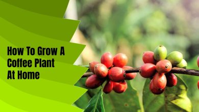 Coffee Processing And Drying (The Latest Method And Comparison With ...