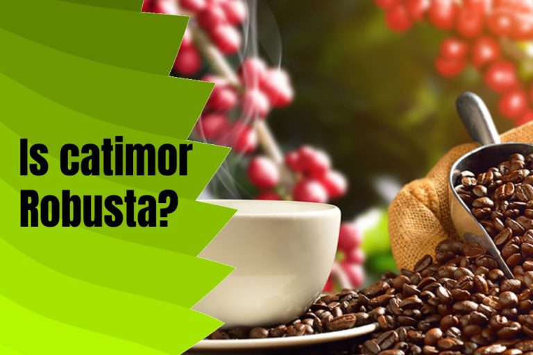 Catimor Coffee Beans - History, Properties, Taste And Brewing Method