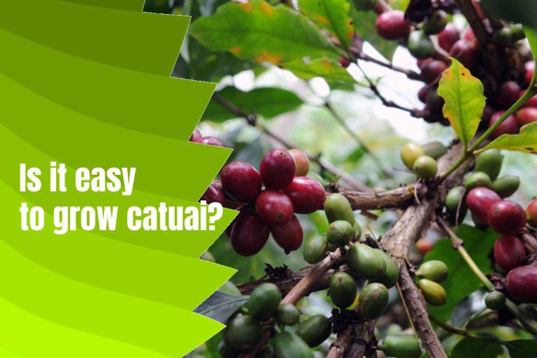 All About Catuai Coffee; Features, Taste, Origin And Brewing Method