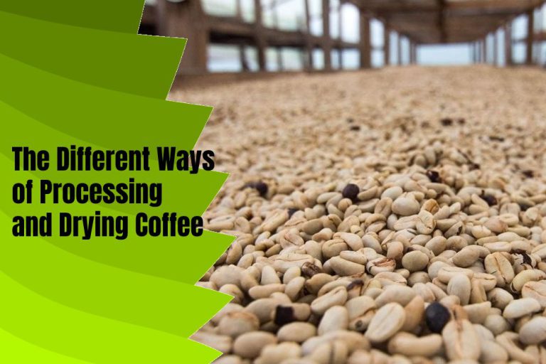 Coffee Processing And Drying (The Latest Method And Comparison With ...