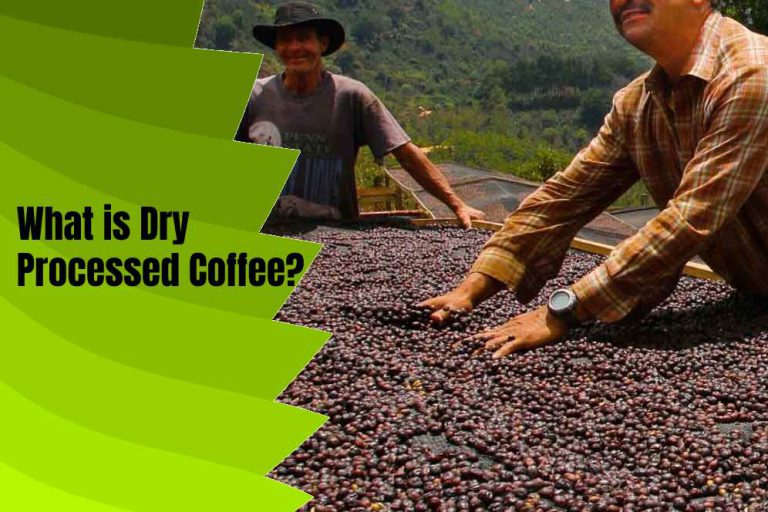 Coffee Processing And Drying (The Latest Method And Comparison With ...