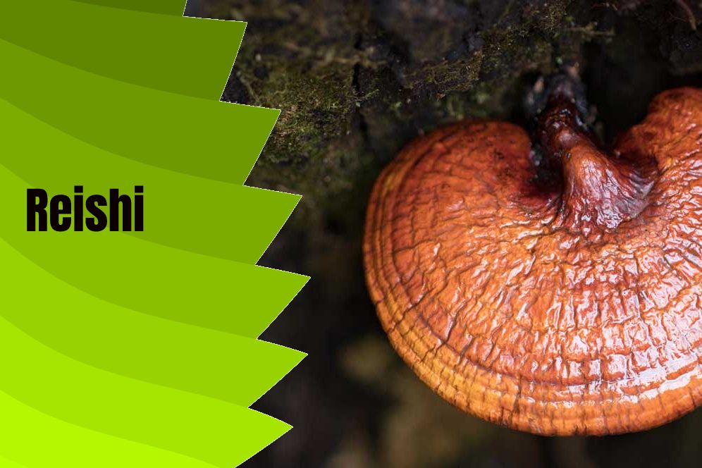 Ryze Mushroom Coffee - All You Need To Know! - typescoffee