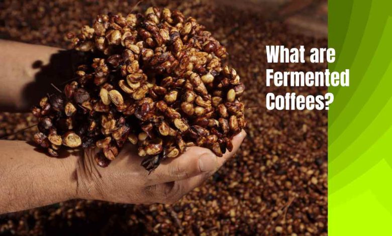 Fermented coffee: 3 Common Methods