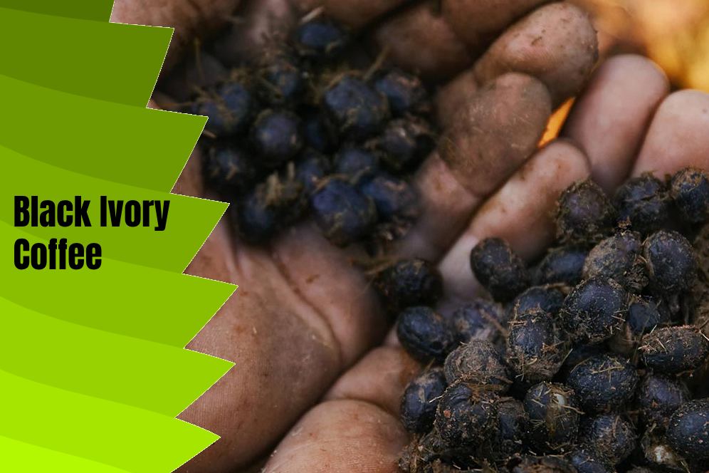 What is The Most Expensive Coffee Bean? - typescoffee